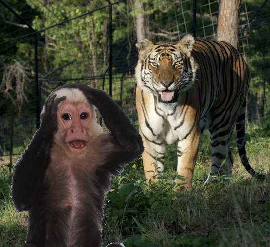 Eureka Springs Monkey Makes Tiger Friends - EurekaSprings.Net
